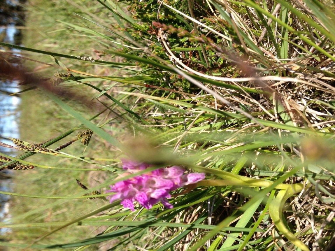 Billeder | Tove Lind Yoga | Bakke-Gaarden, Middelfart
