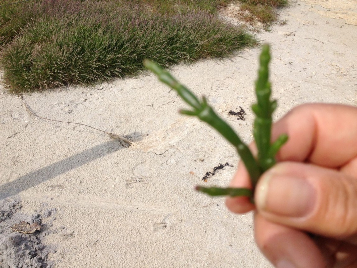 Billeder | Tove Lind Yoga | Bakke-Gaarden, Middelfart
