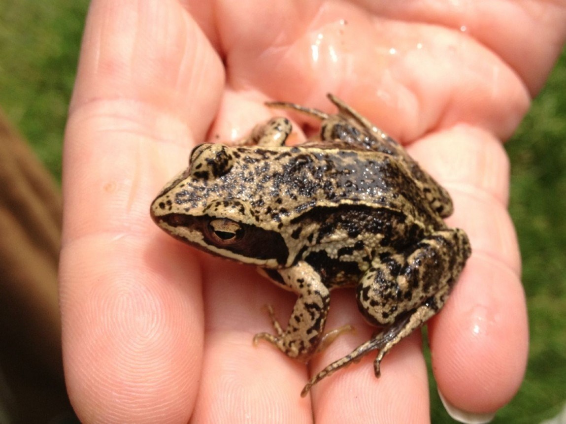 Billeder | Tove Lind Yoga | Bakke-Gaarden, Middelfart